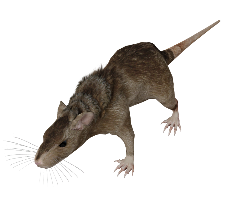 PC / Computer - The Elder Scrolls IV: Oblivion - Rat - The Models Resource PC / Computer - The Elder Scrolls IV: Oblivion - Rat - The Models Resource
